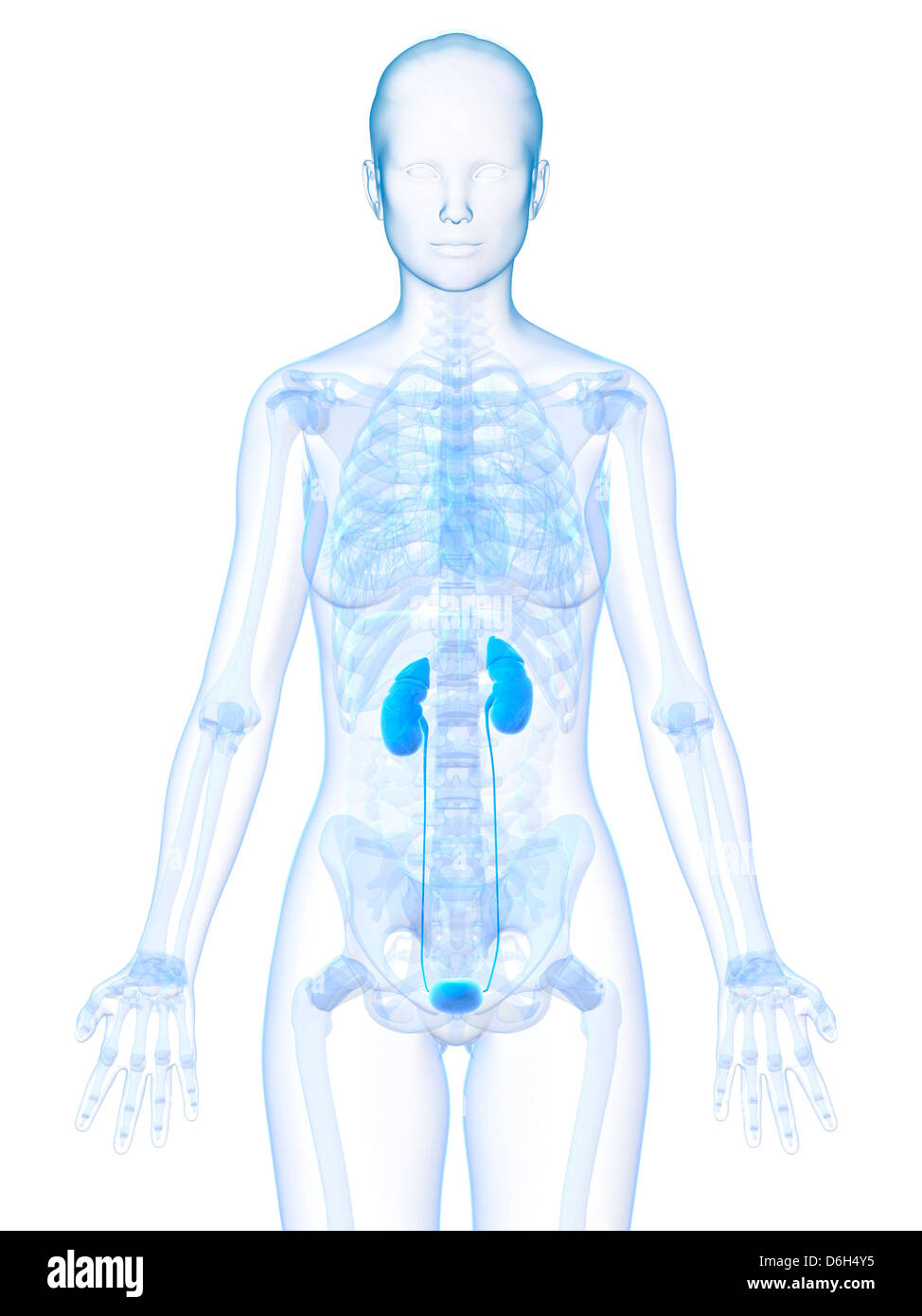 Healthy urinary system, artwork Stock Photo - Alamy