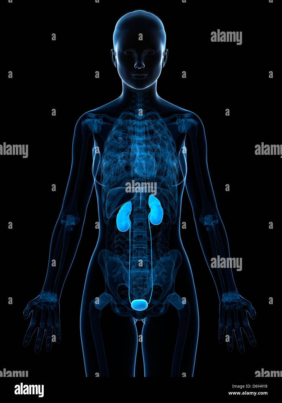 Healthy urinary system, artwork Stock Photo - Alamy