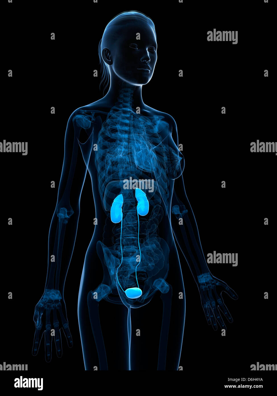Healthy urinary system, artwork Stock Photo - Alamy