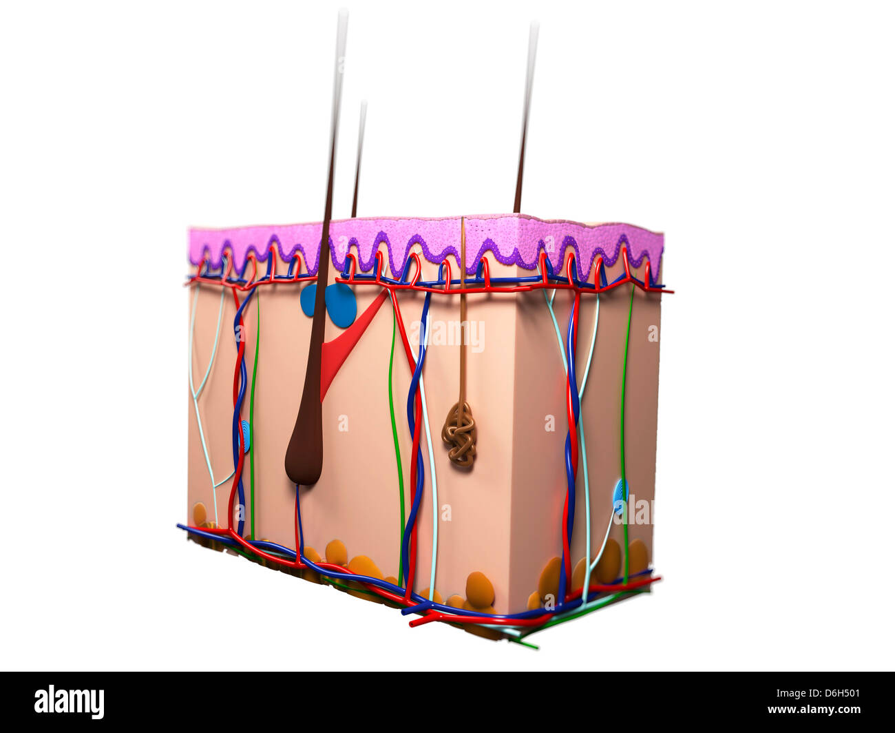 Human adult skin close up hi-res stock photography and images - Alamy