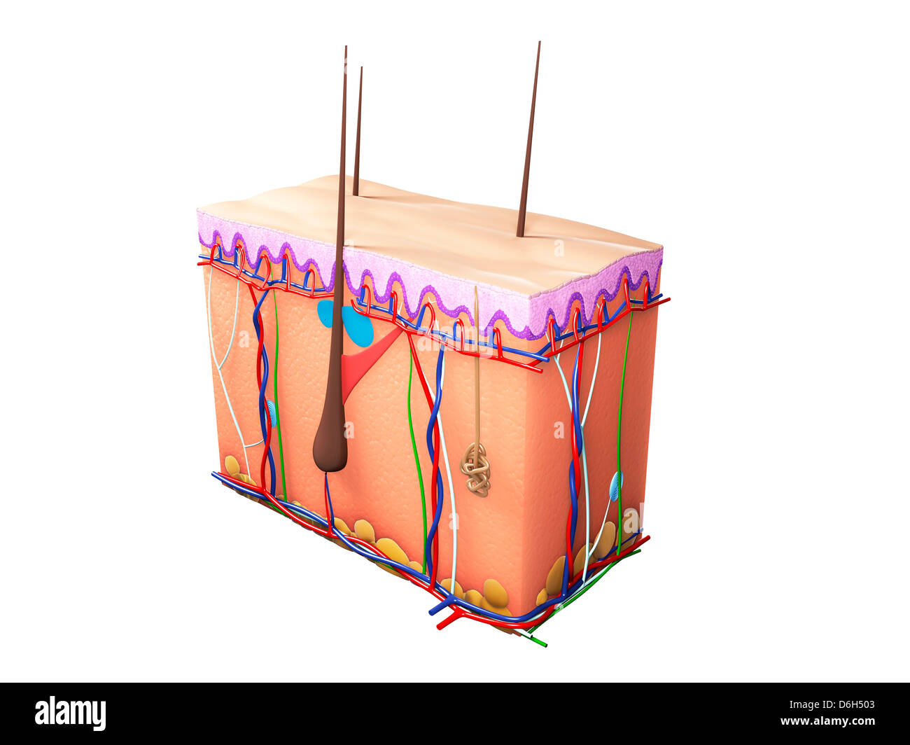 Human skin, artwork Stock Photo - Alamy