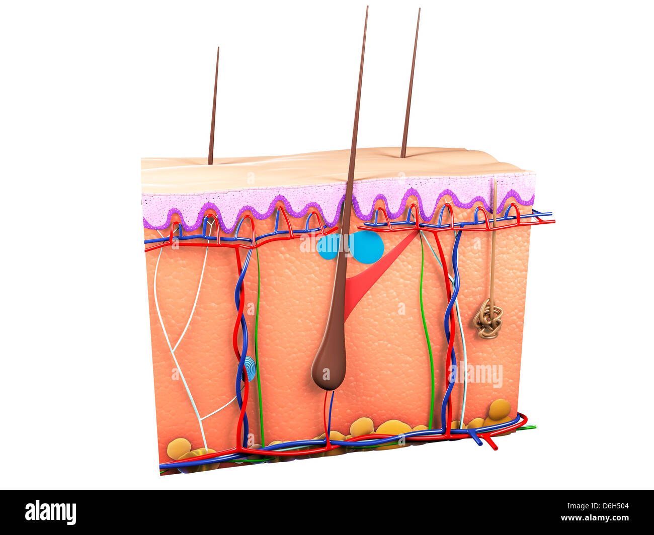Human skin, artwork Stock Photo - Alamy