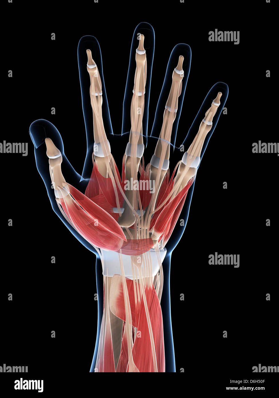 Hand anatomy artwork tendon hi-res stock photography and images - Alamy