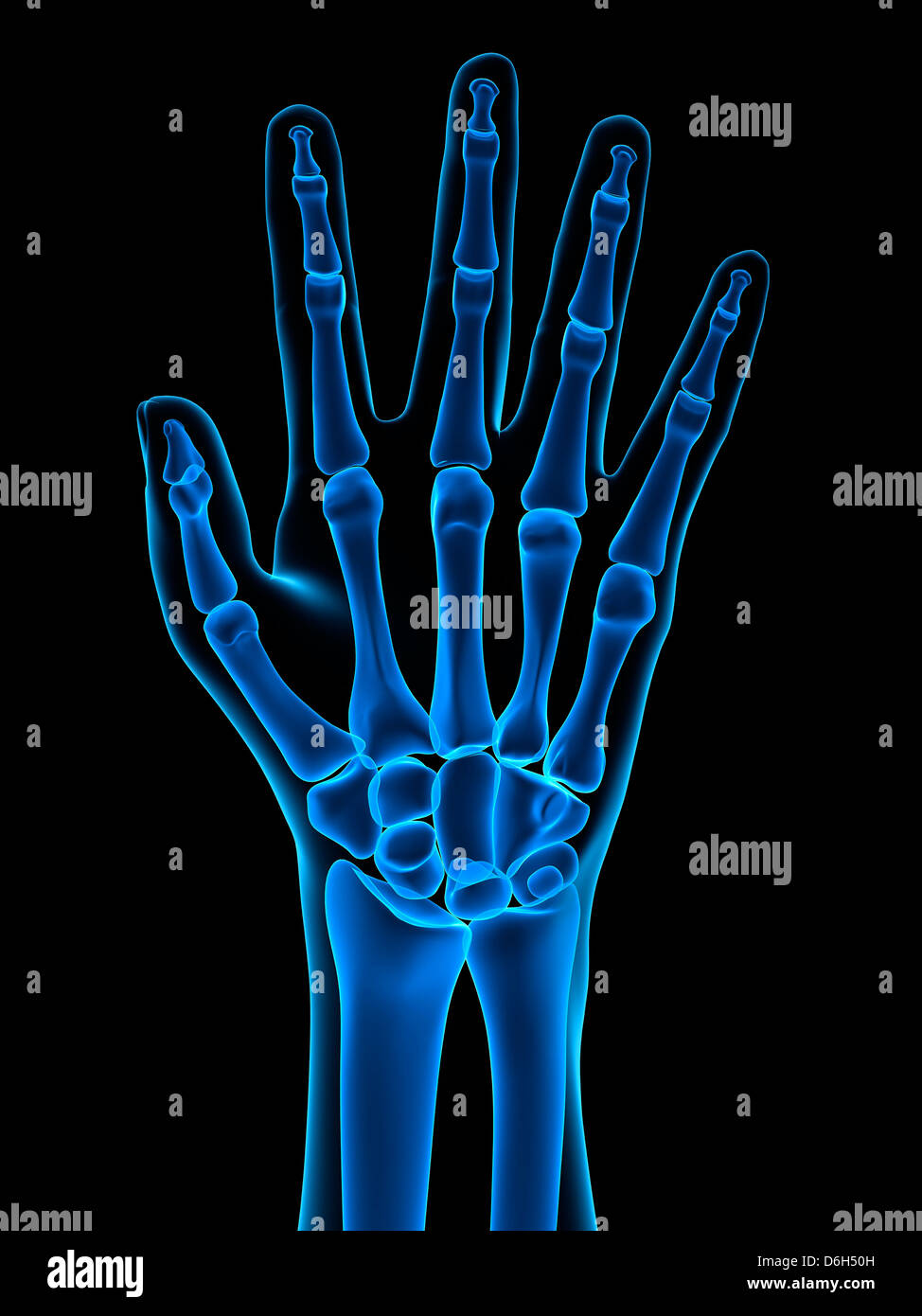 Hand bones, artwork Stock Photo - Alamy