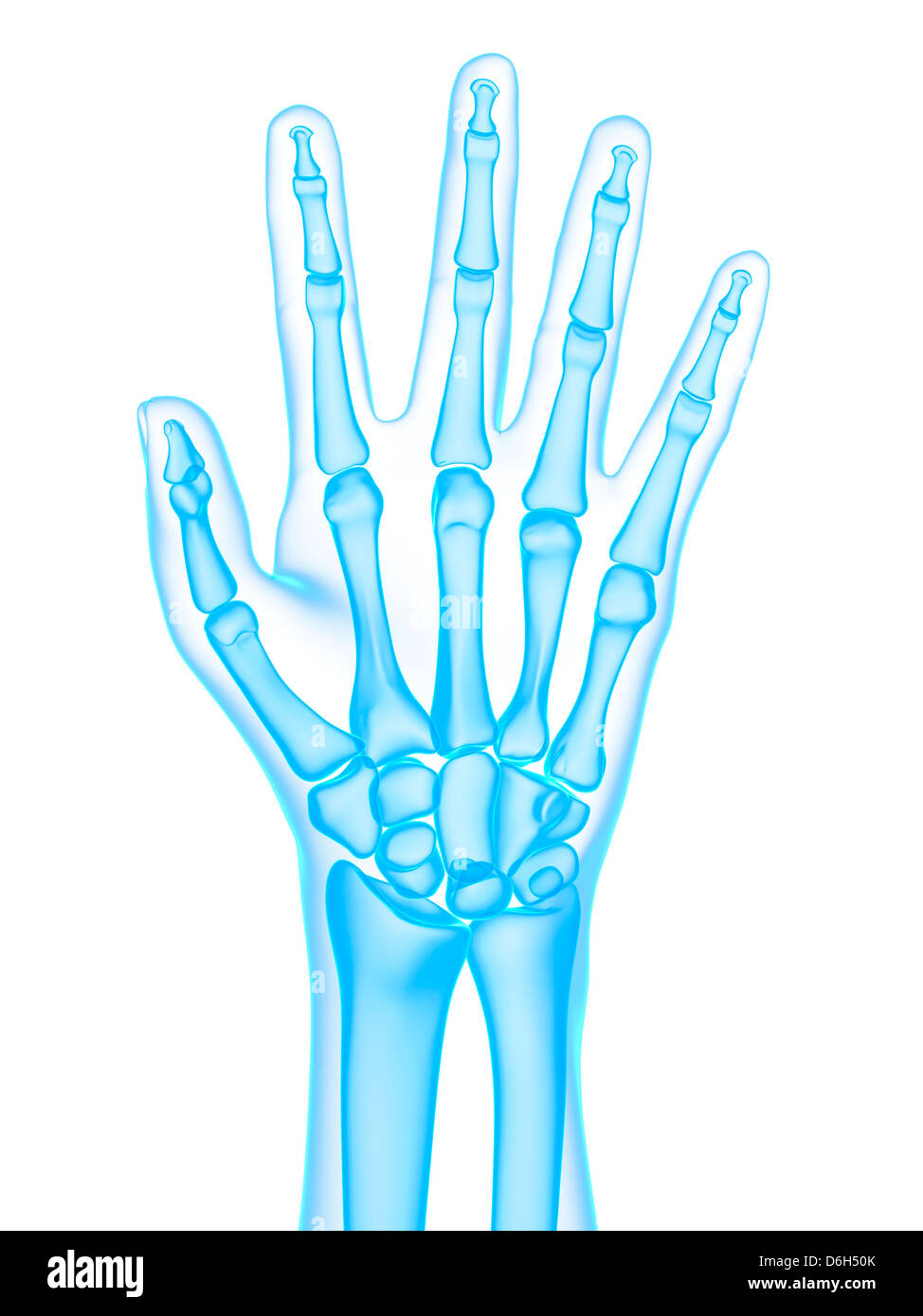 Hand bones, artwork Stock Photo - Alamy