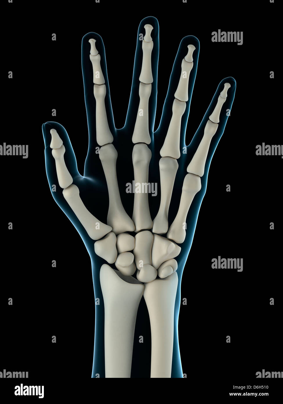 Hand bones, artwork Stock Photo - Alamy