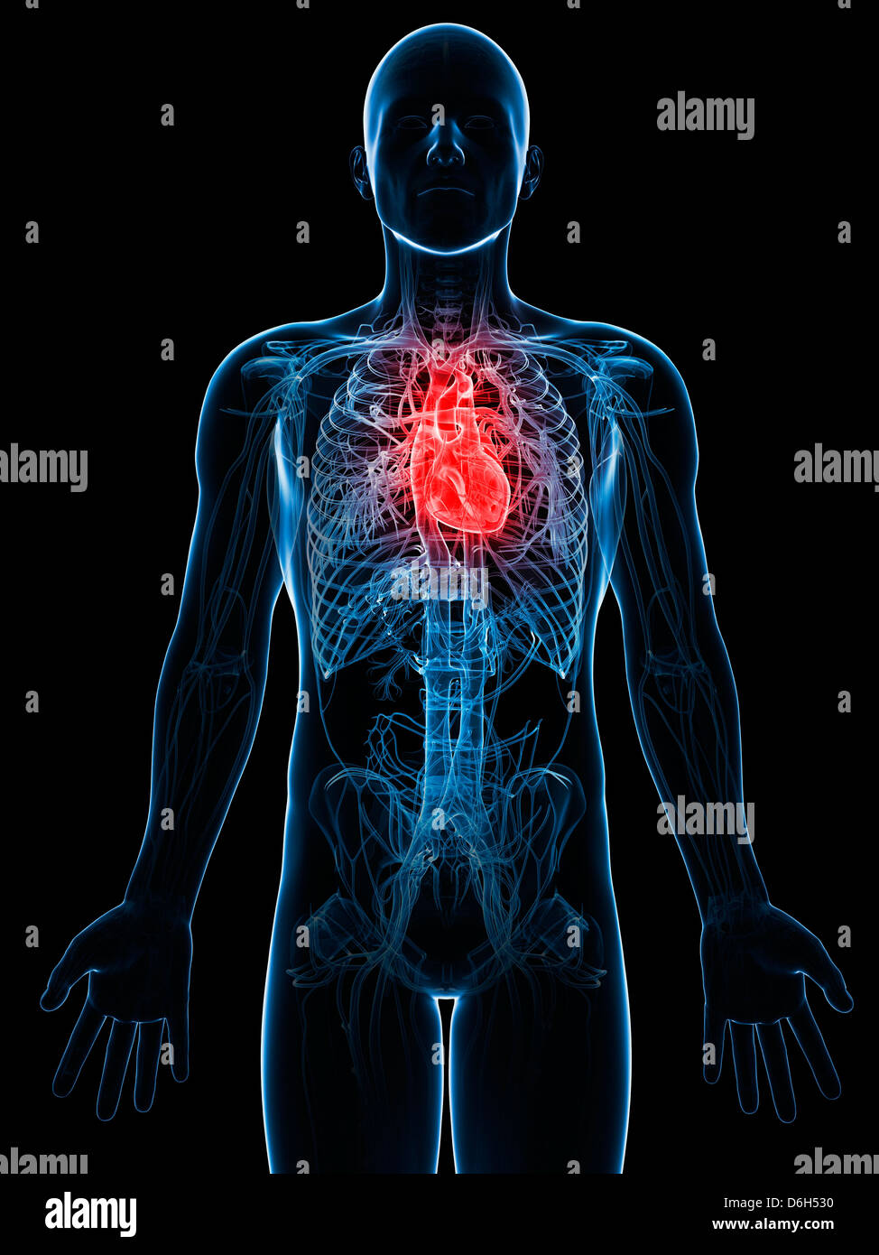 Human heart, artwork Stock Photo - Alamy
