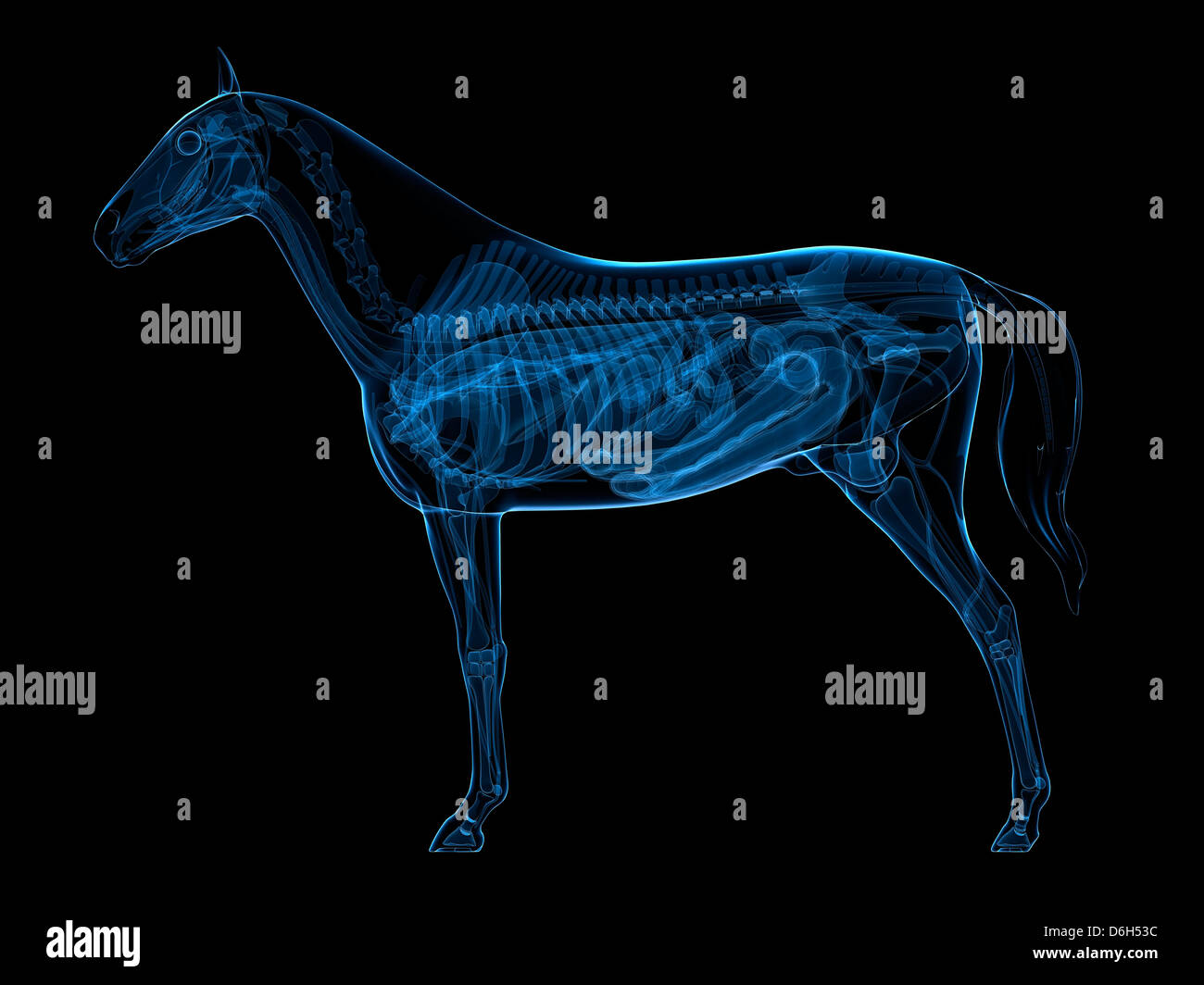 Horse anatomy, artwork Stock Photo - Alamy