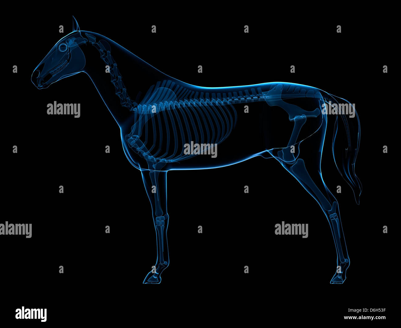 Horse skeleton hi-res stock photography and images - Alamy