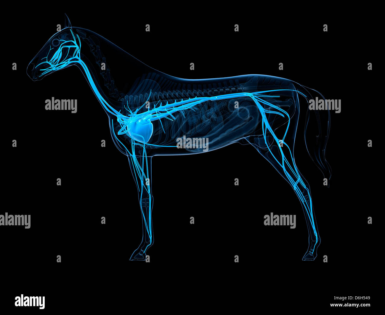 Horse cardiovascular system hi-res stock photography and images - Alamy