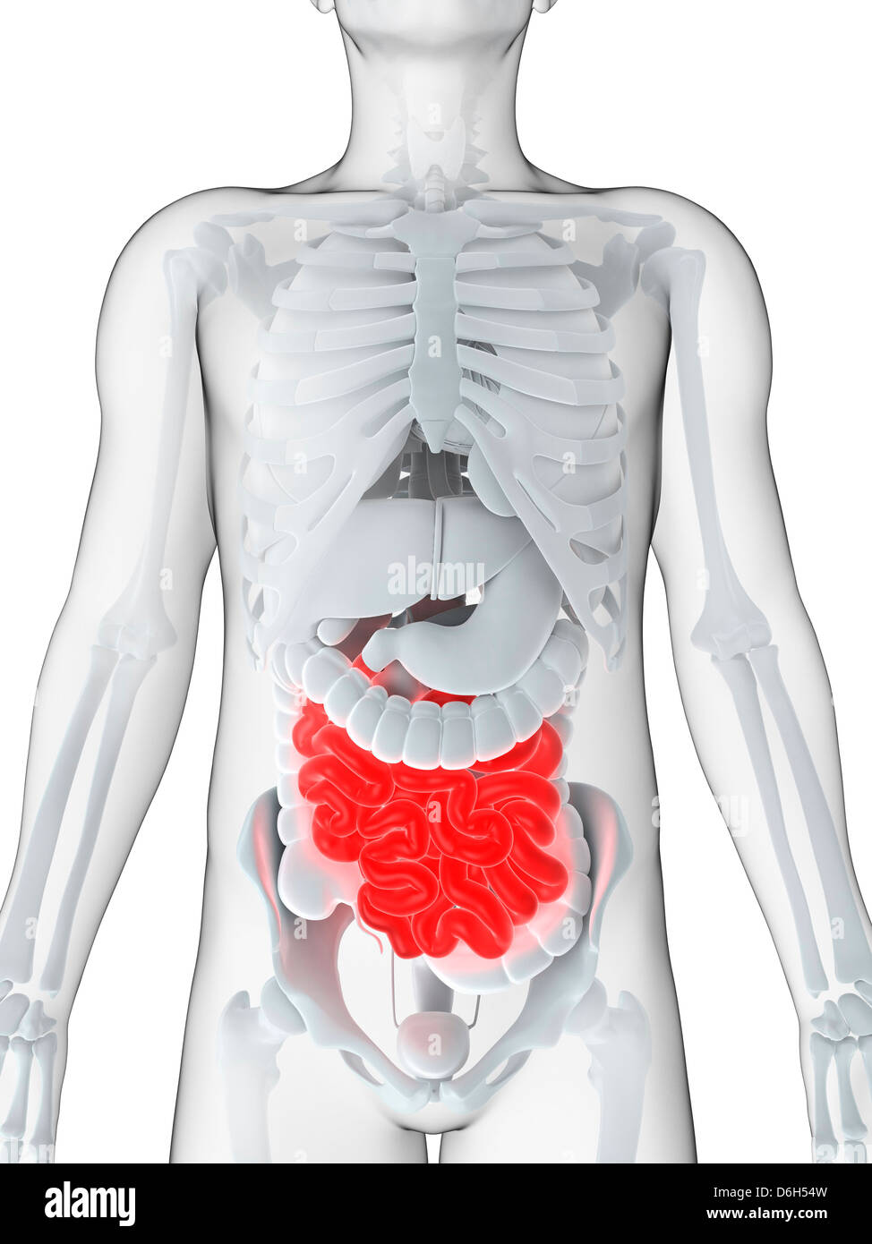 Healthy small intestines, artwork Stock Photo - Alamy