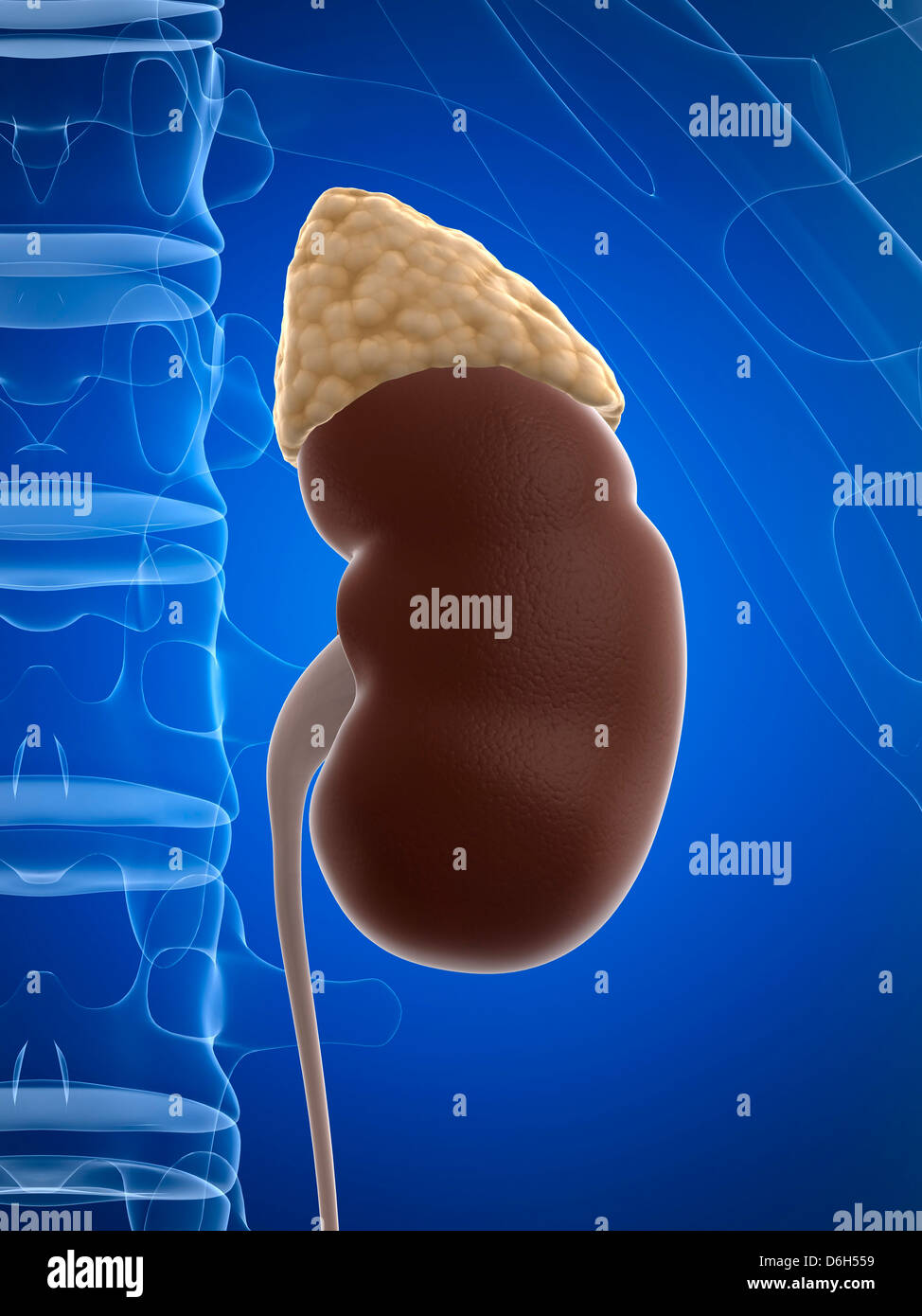 Human kidney normal hi-res stock photography and images - Alamy