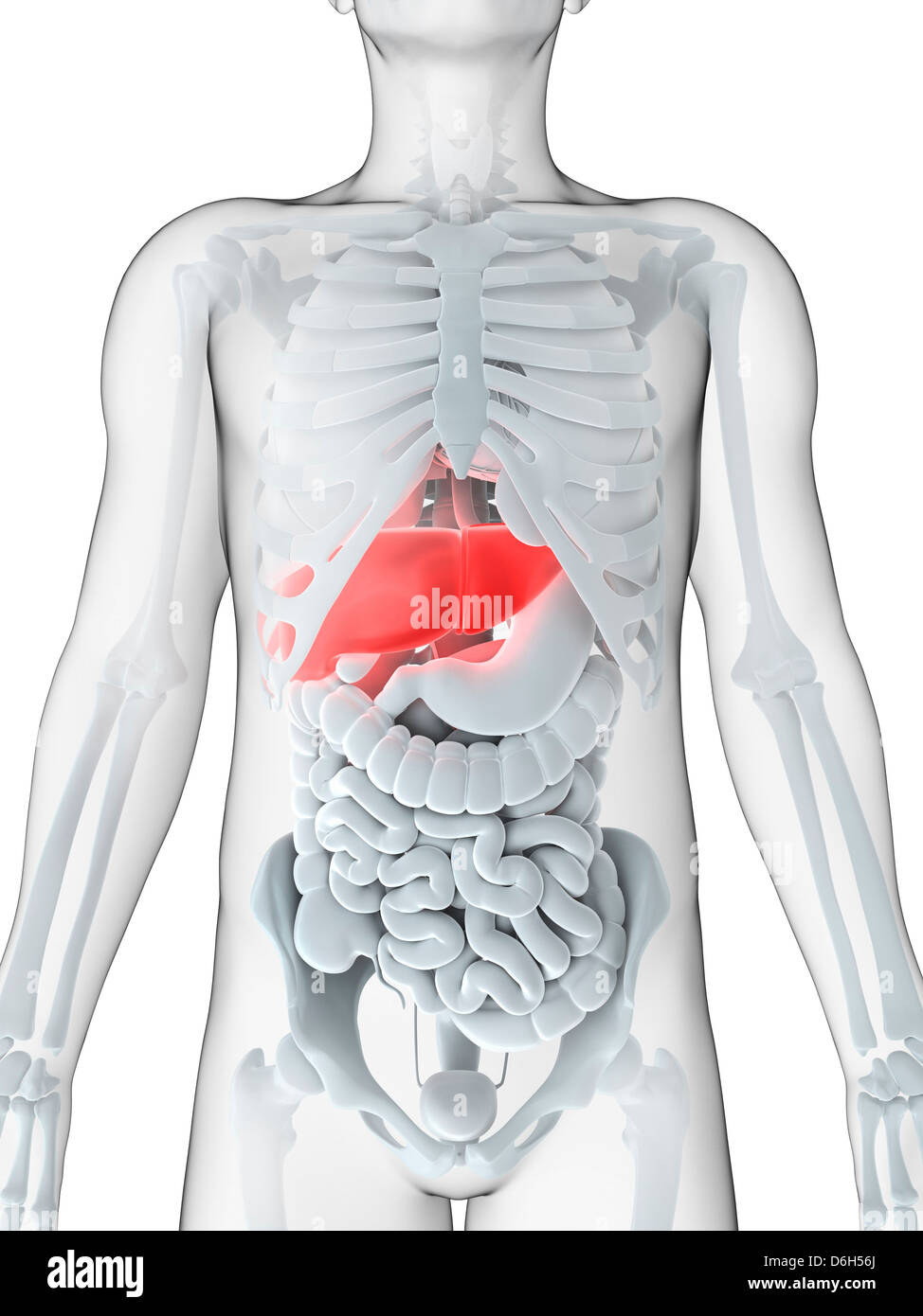 Healthy liver, artwork Stock Photo - Alamy