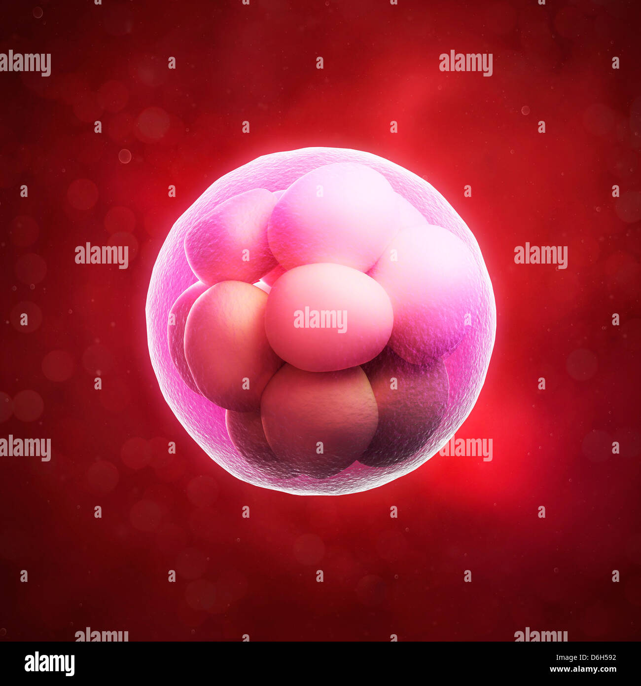 Morula Embryo High Resolution Stock Photography and Images - Alamy