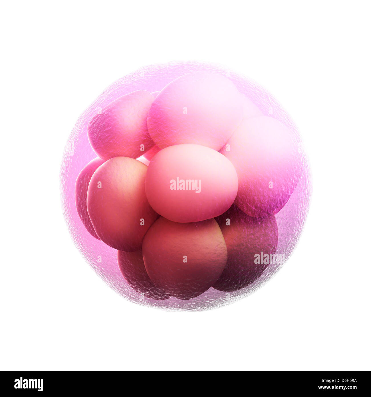 Morula embryo hi-res stock photography and images - Alamy