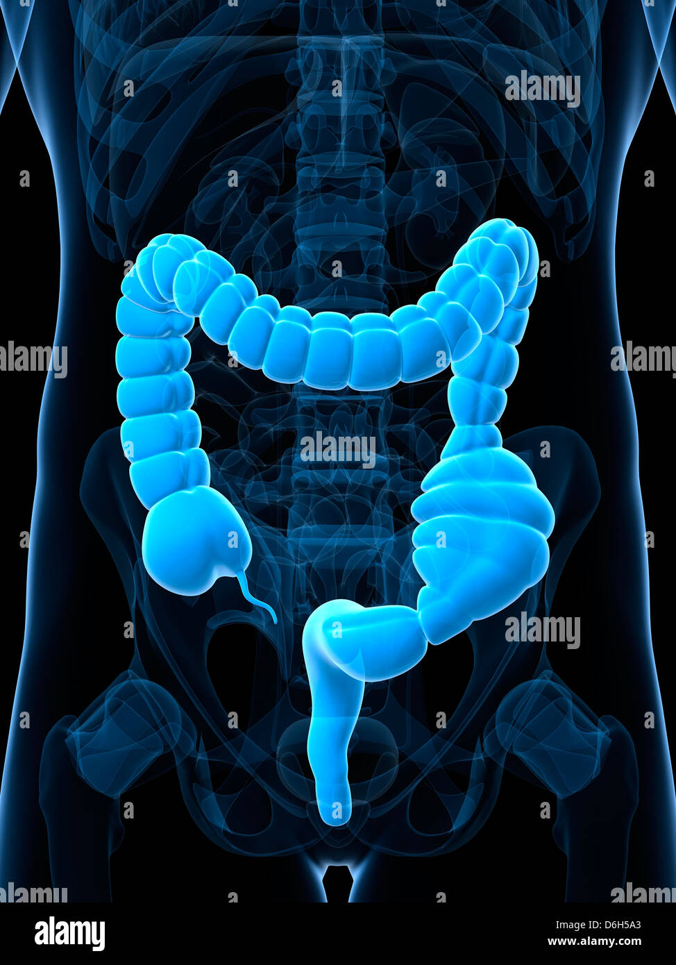 Constipated colon hi-res stock photography and images - Alamy