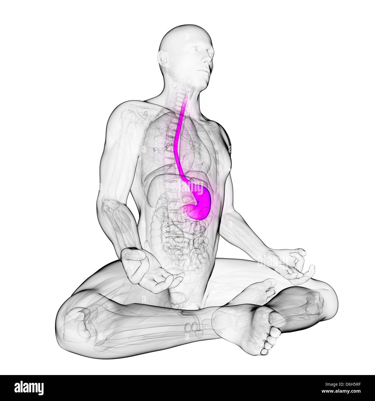 Healthy stomach, artwork Stock Photo - Alamy