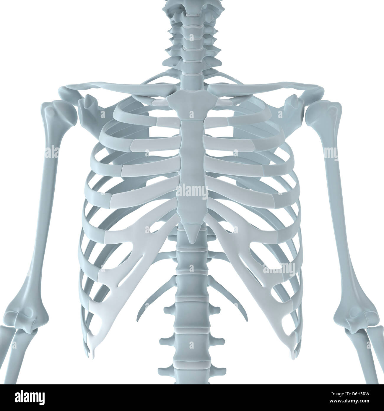 Upper body bones, artwork Stock Photo - Alamy