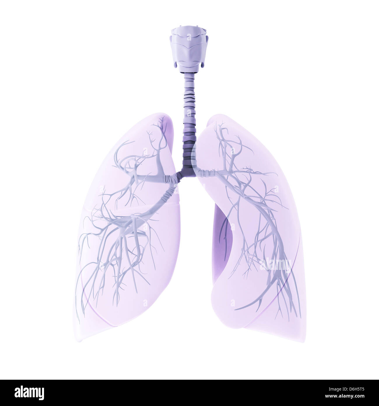 Respiratory system, artwork Stock Photo - Alamy