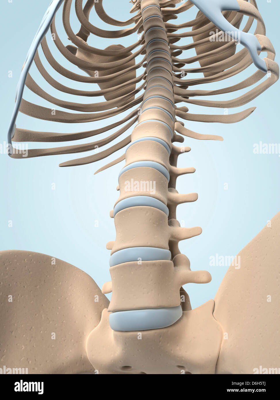Human spine hi-res stock photography and images - Alamy