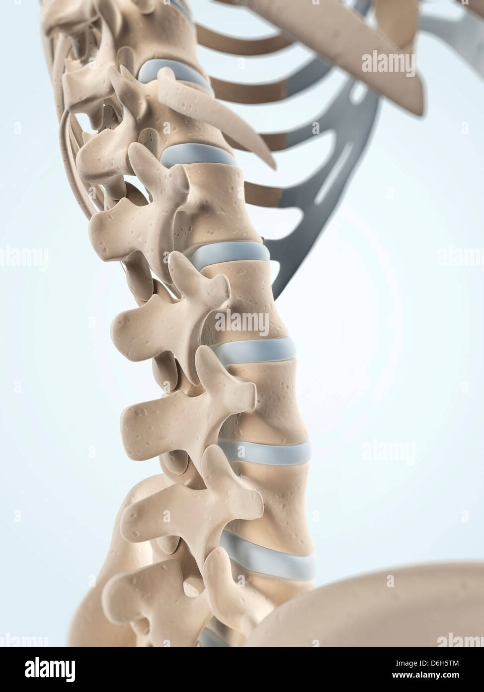 Human spine, artwork Stock Photo - Alamy