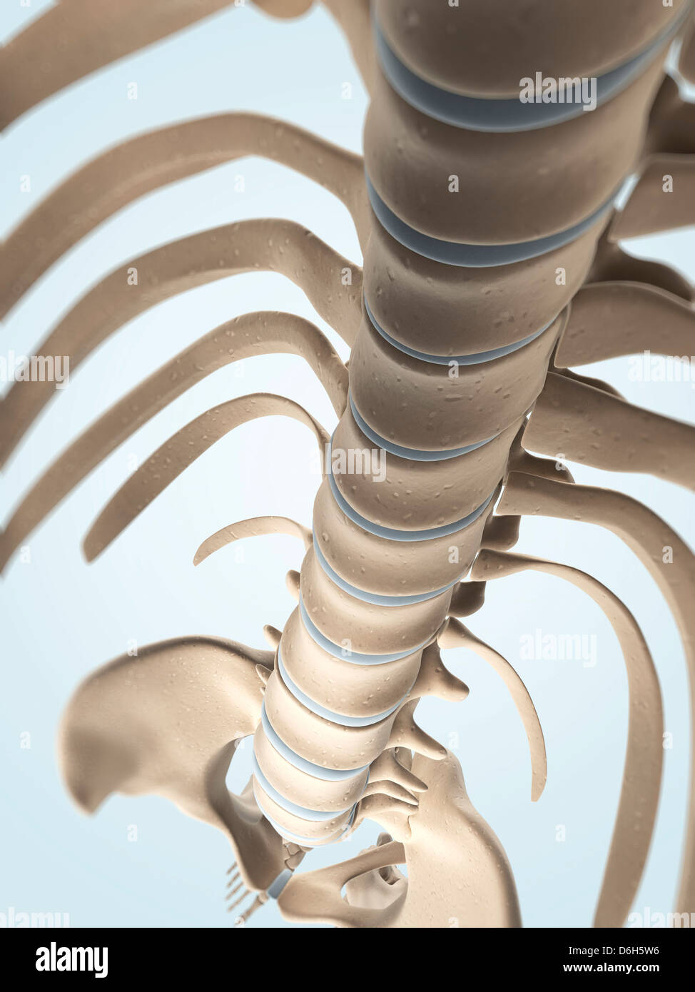 Human spine, artwork Stock Photo - Alamy
