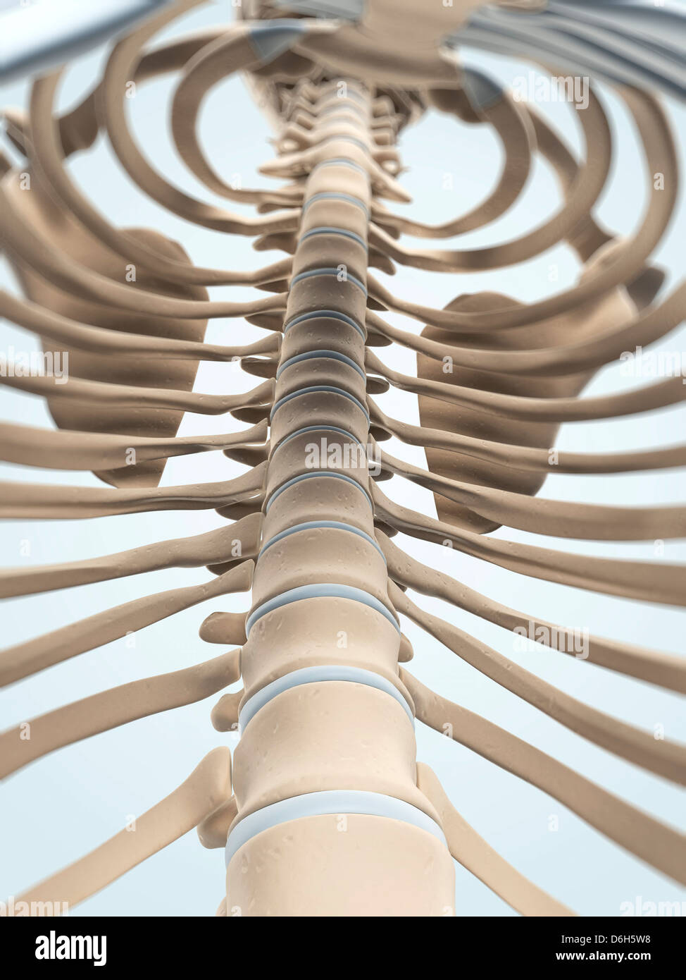 Human spine hi-res stock photography and images - Alamy