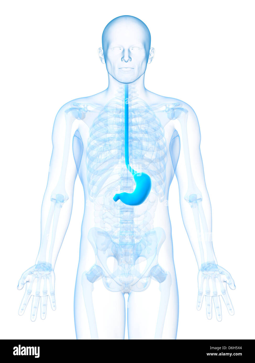 Healthy stomach, artwork Stock Photo - Alamy