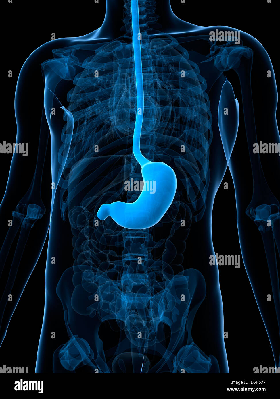 Healthy stomach, artwork Stock Photo - Alamy