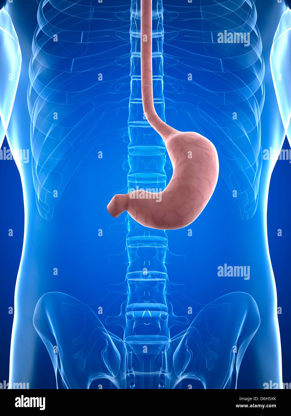 Healthy stomach, artwork Stock Photo - Alamy