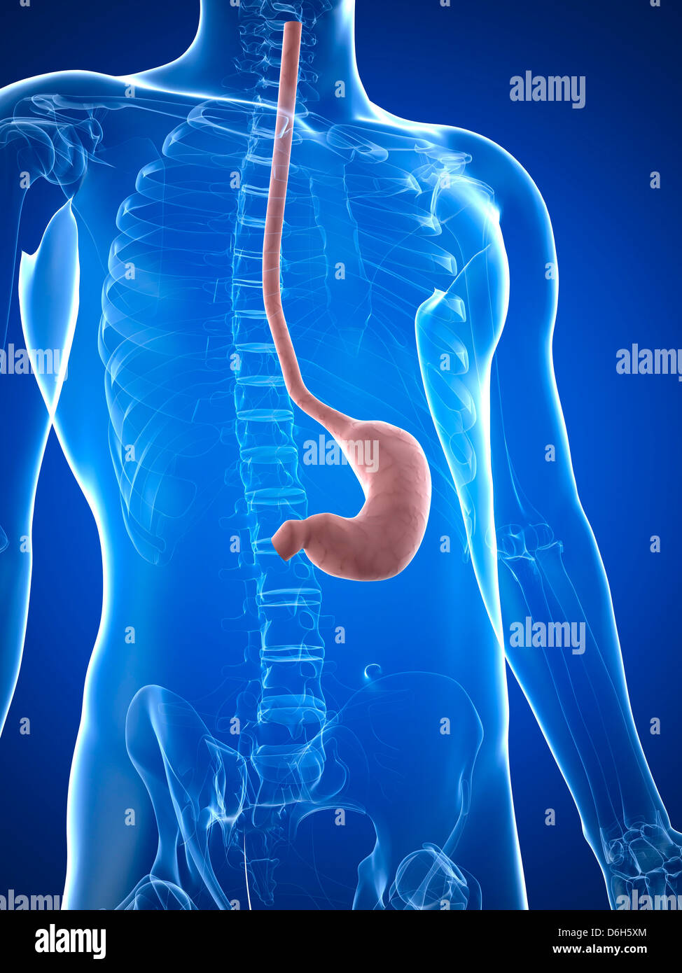 Healthy stomach, artwork Stock Photo - Alamy
