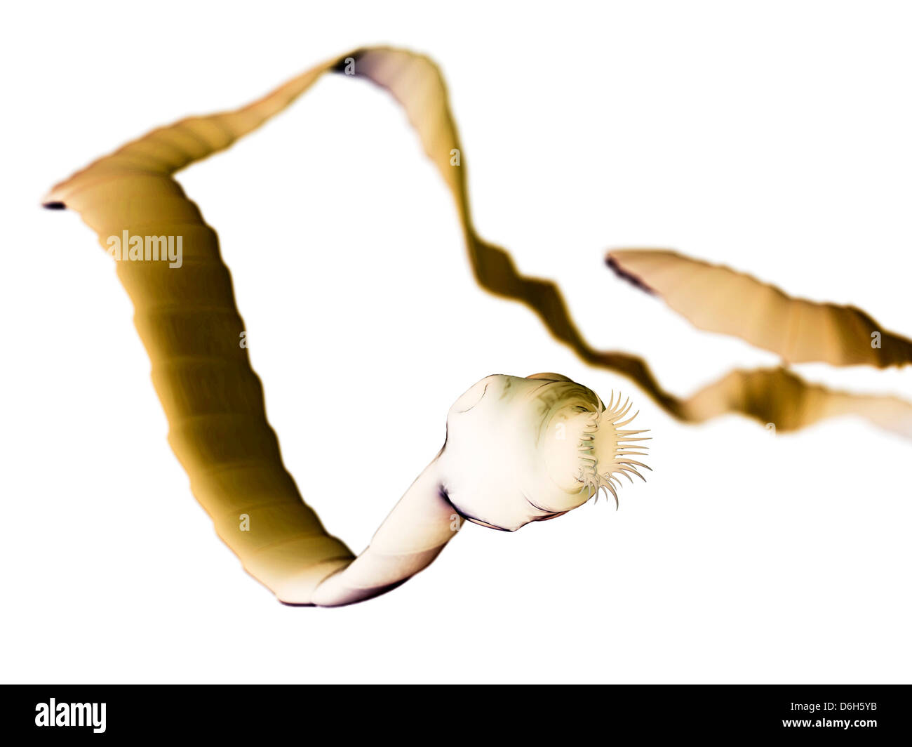 Tapeworm artwork hi-res stock photography and images - Alamy