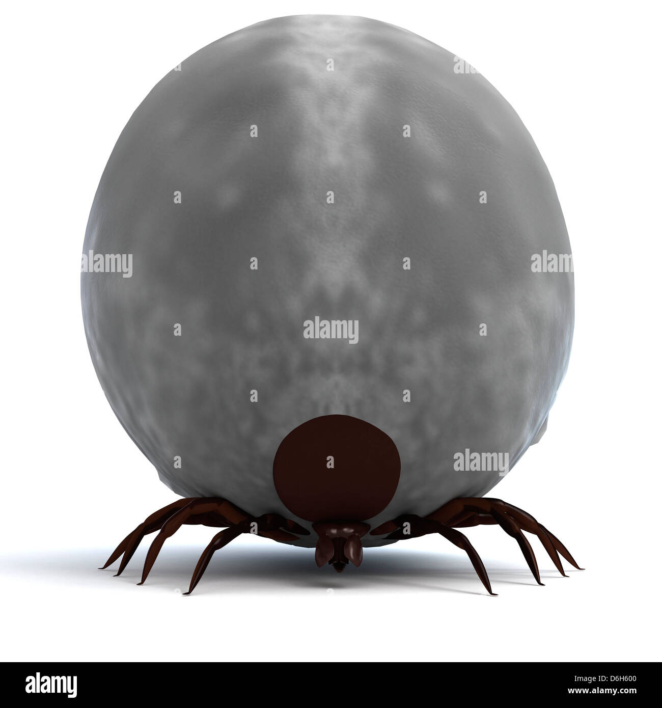 Blood-filled tick, artwork Stock Photo - Alamy