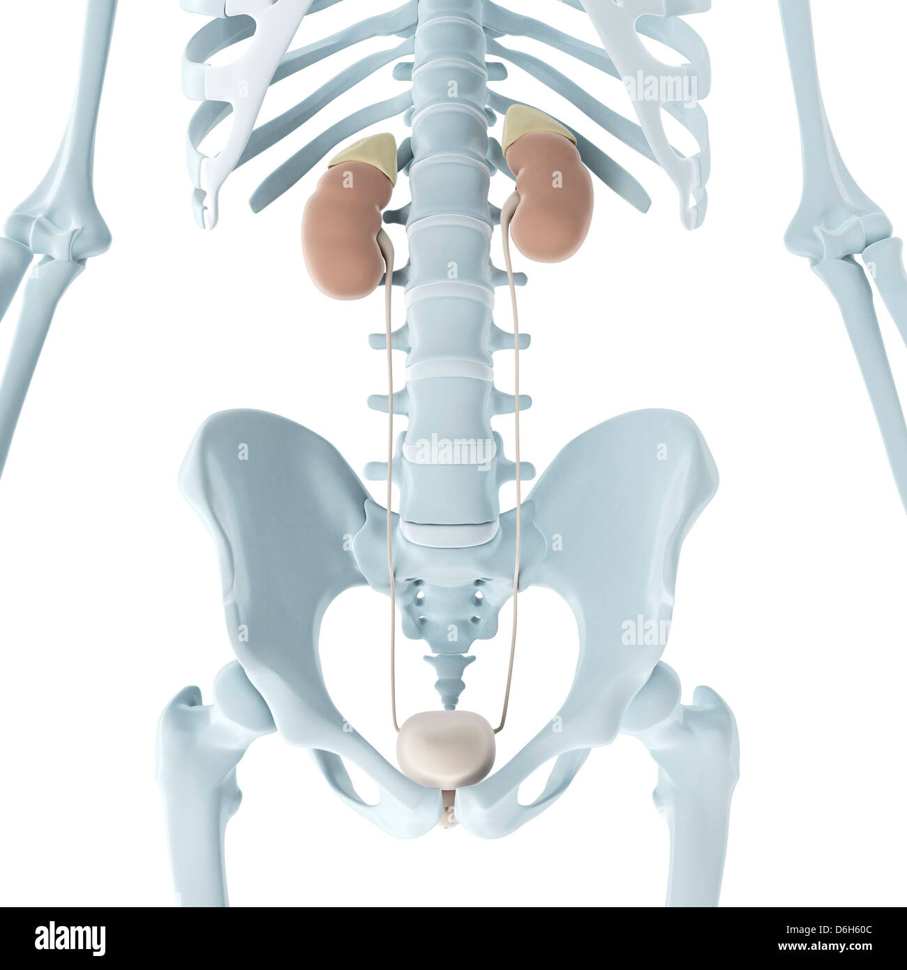 Male urinary hi-res stock photography and images - Alamy