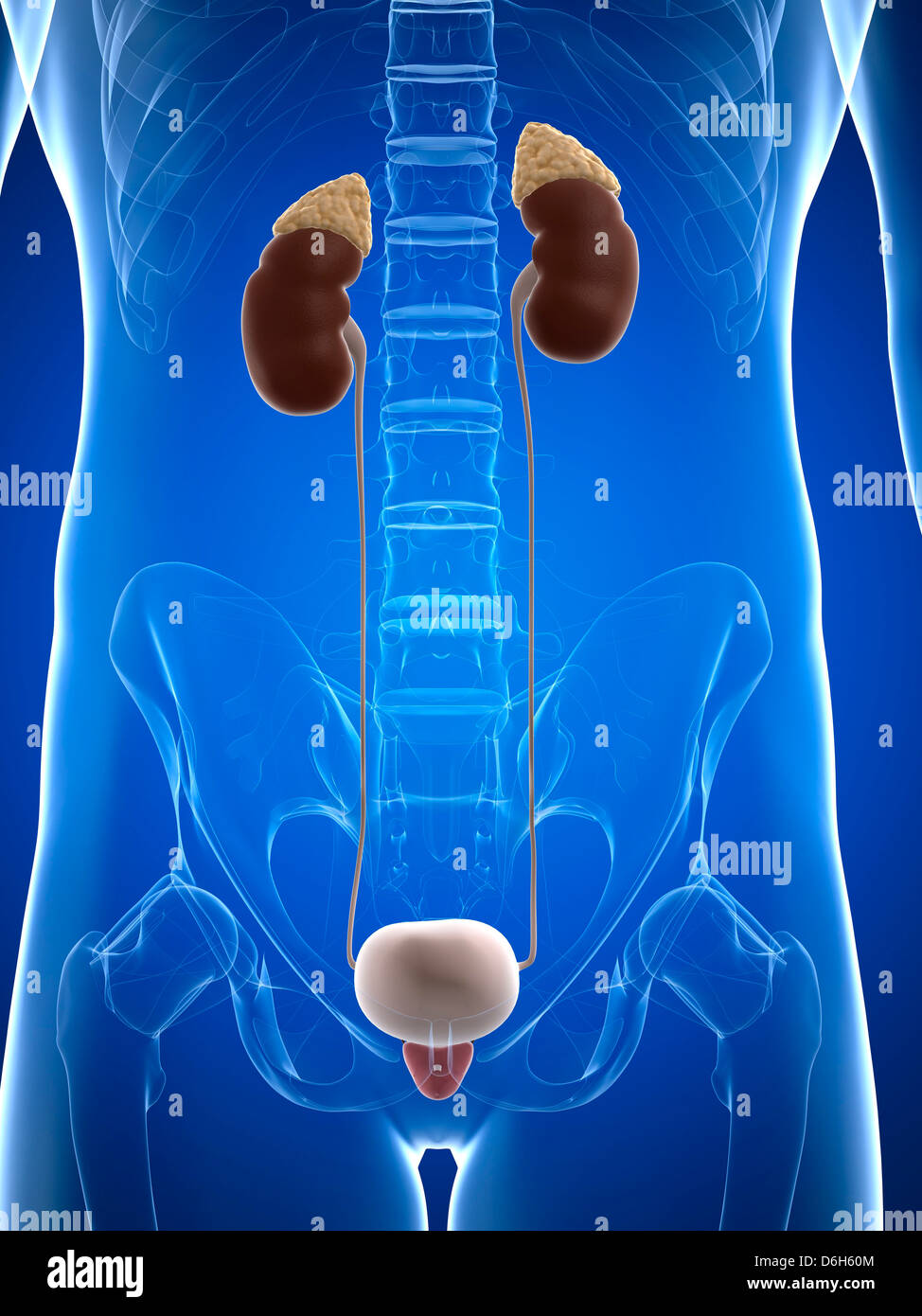 Male urinary system, artwork Stock Photo - Alamy