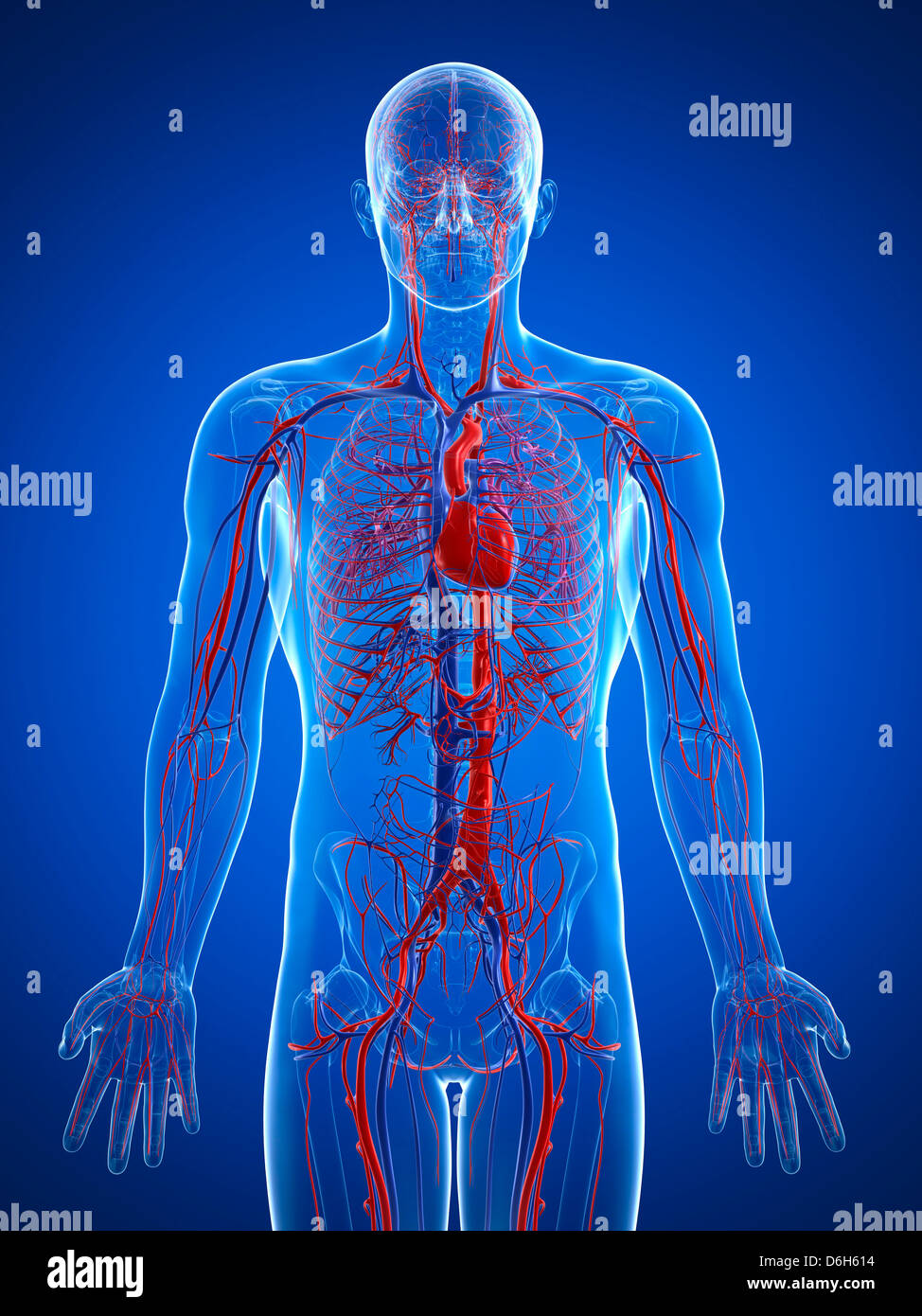 Cardiovascular system, artwork Stock Photo - Alamy