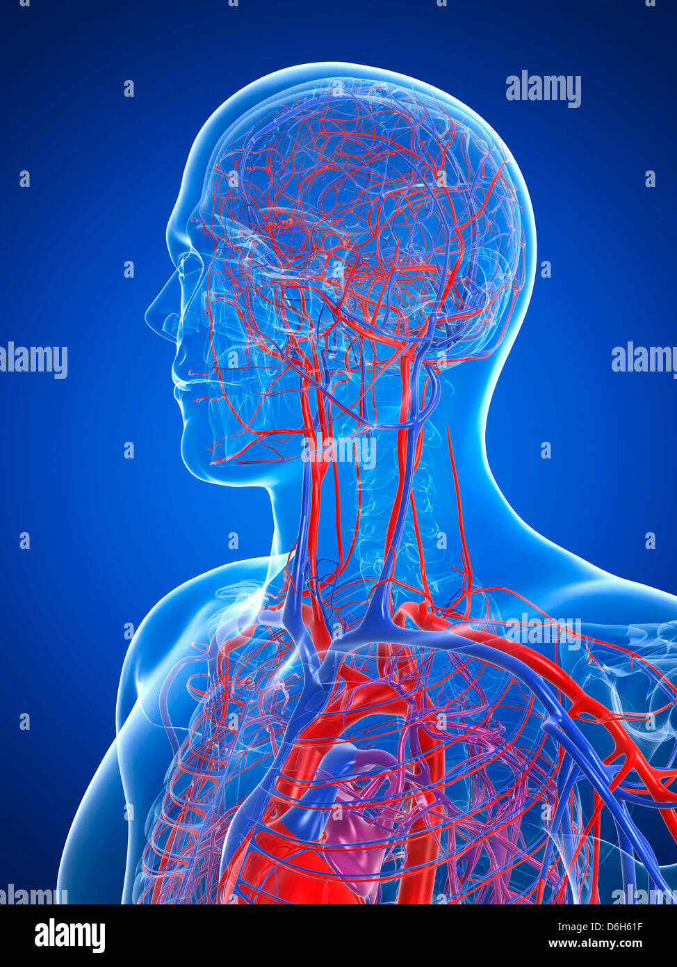Cardiovascular system, artwork Stock Photo - Alamy