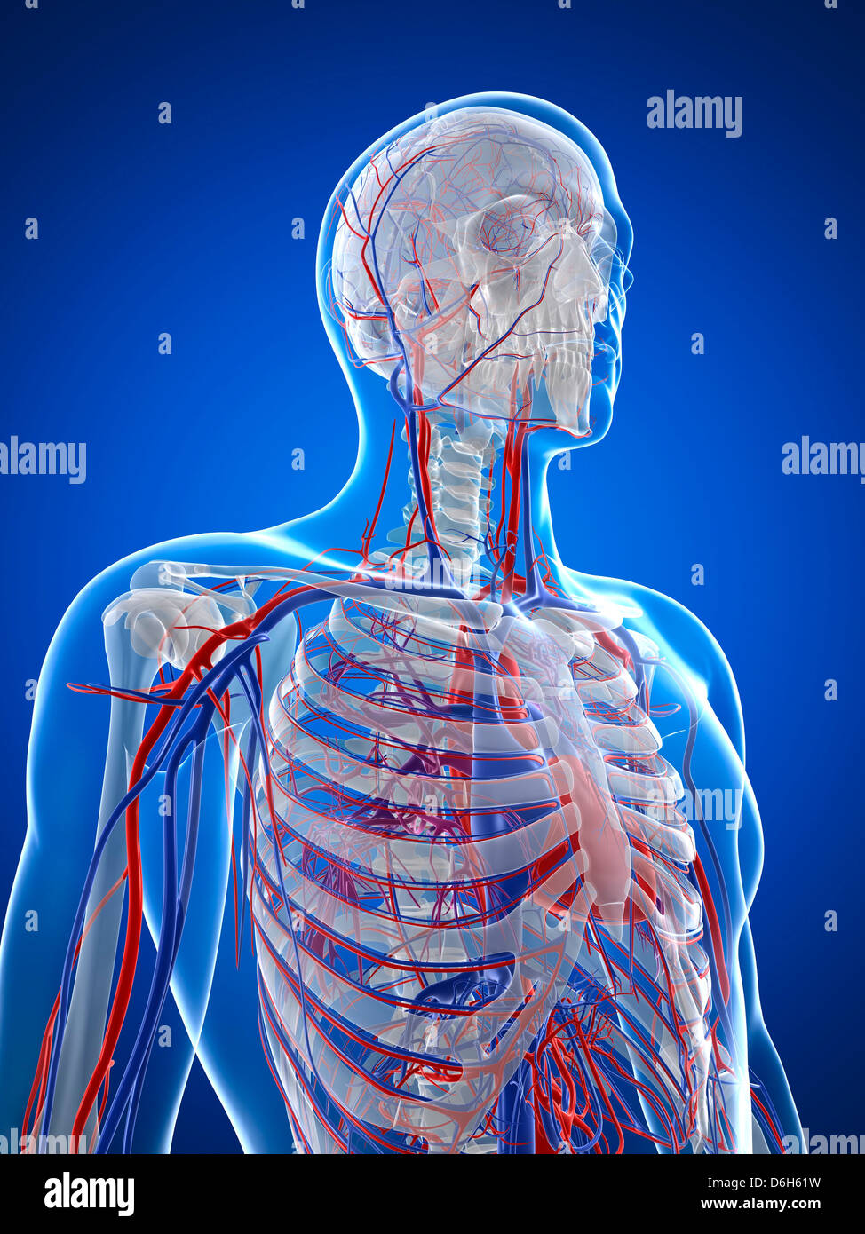 Cardiovascular system, artwork Stock Photo - Alamy