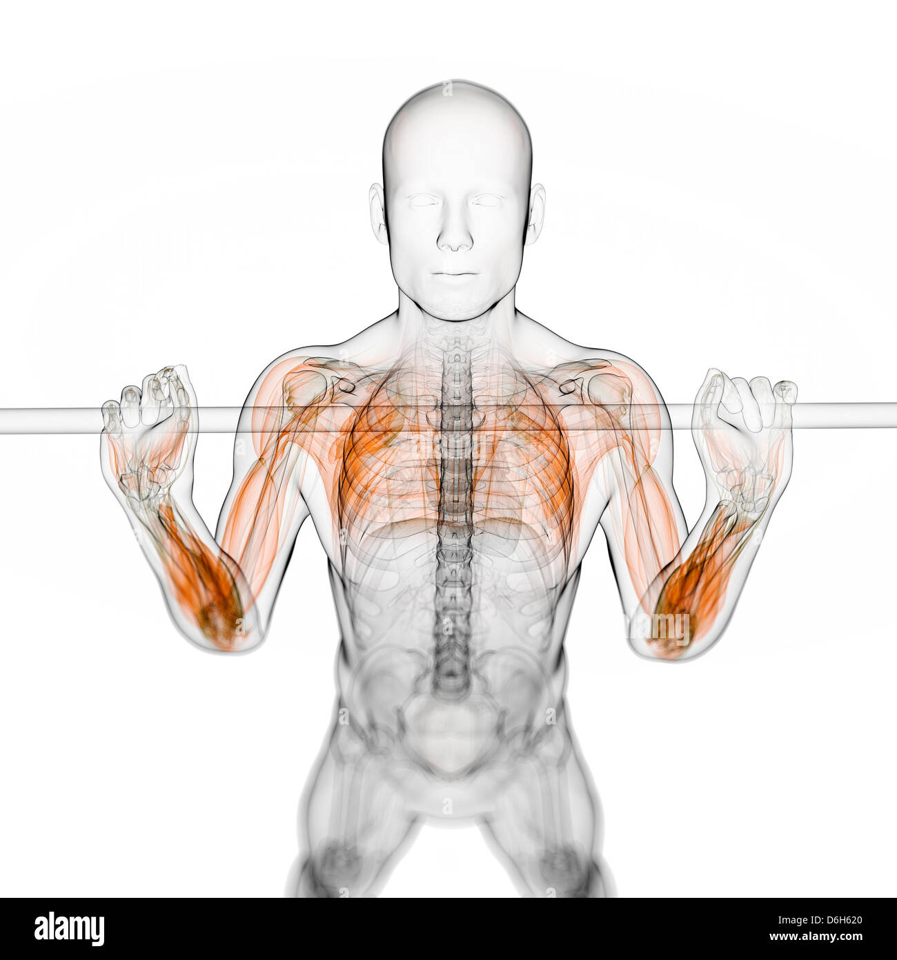 Male musculature, artwork Stock Photo - Alamy