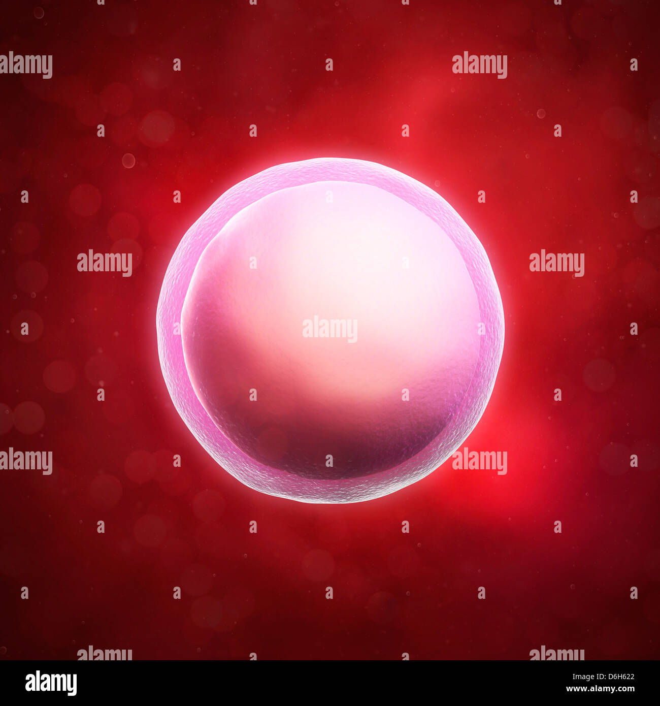 Zygote hi-res stock photography and images - Alamy