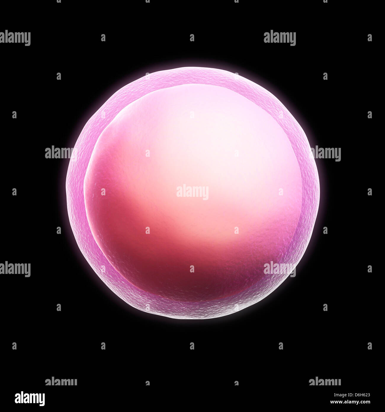 Zygote hi-res stock photography and images - Alamy