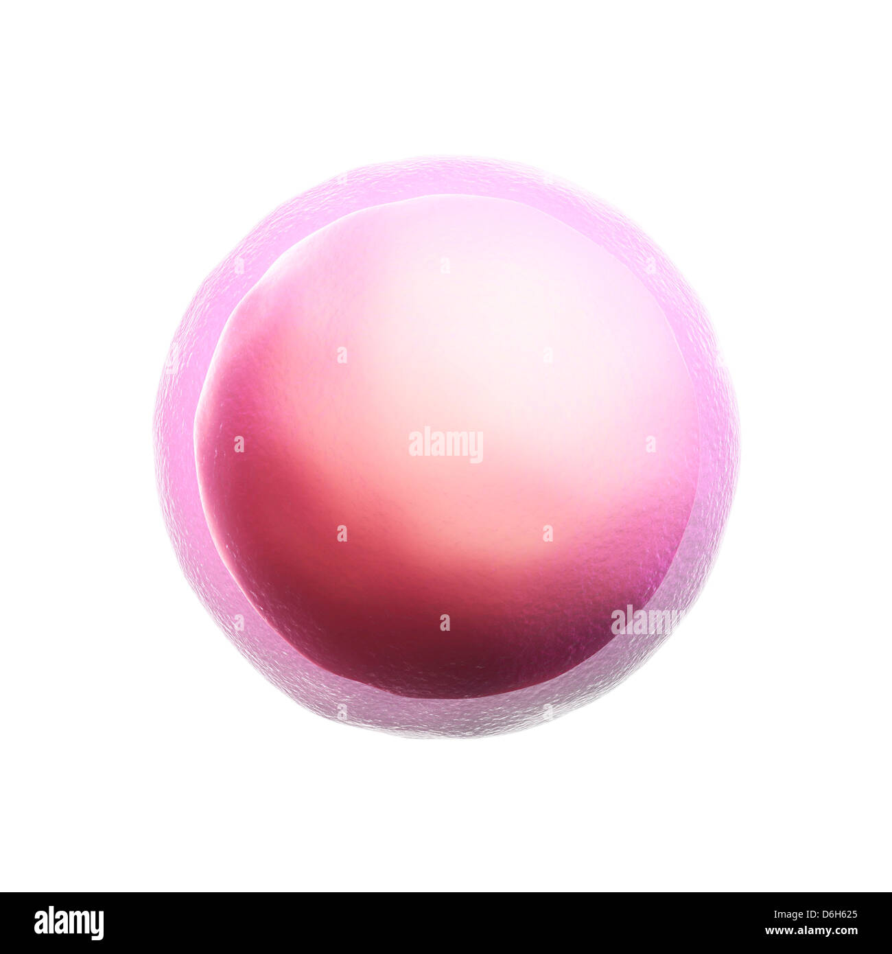 Zygote cell division hi-res stock photography and images - Alamy