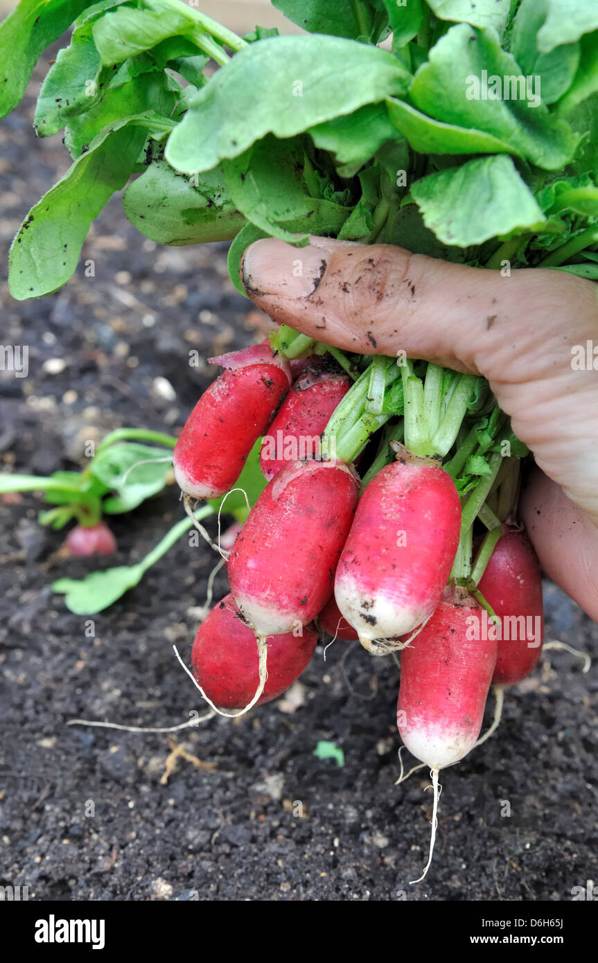 close up of radishes in a hand freshly harvested Stock Photo - Alamy