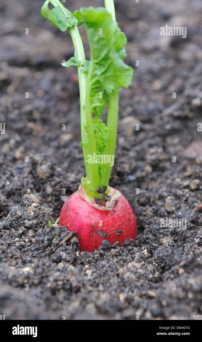 Planted root in garden hi-res stock photography and images - Alamy