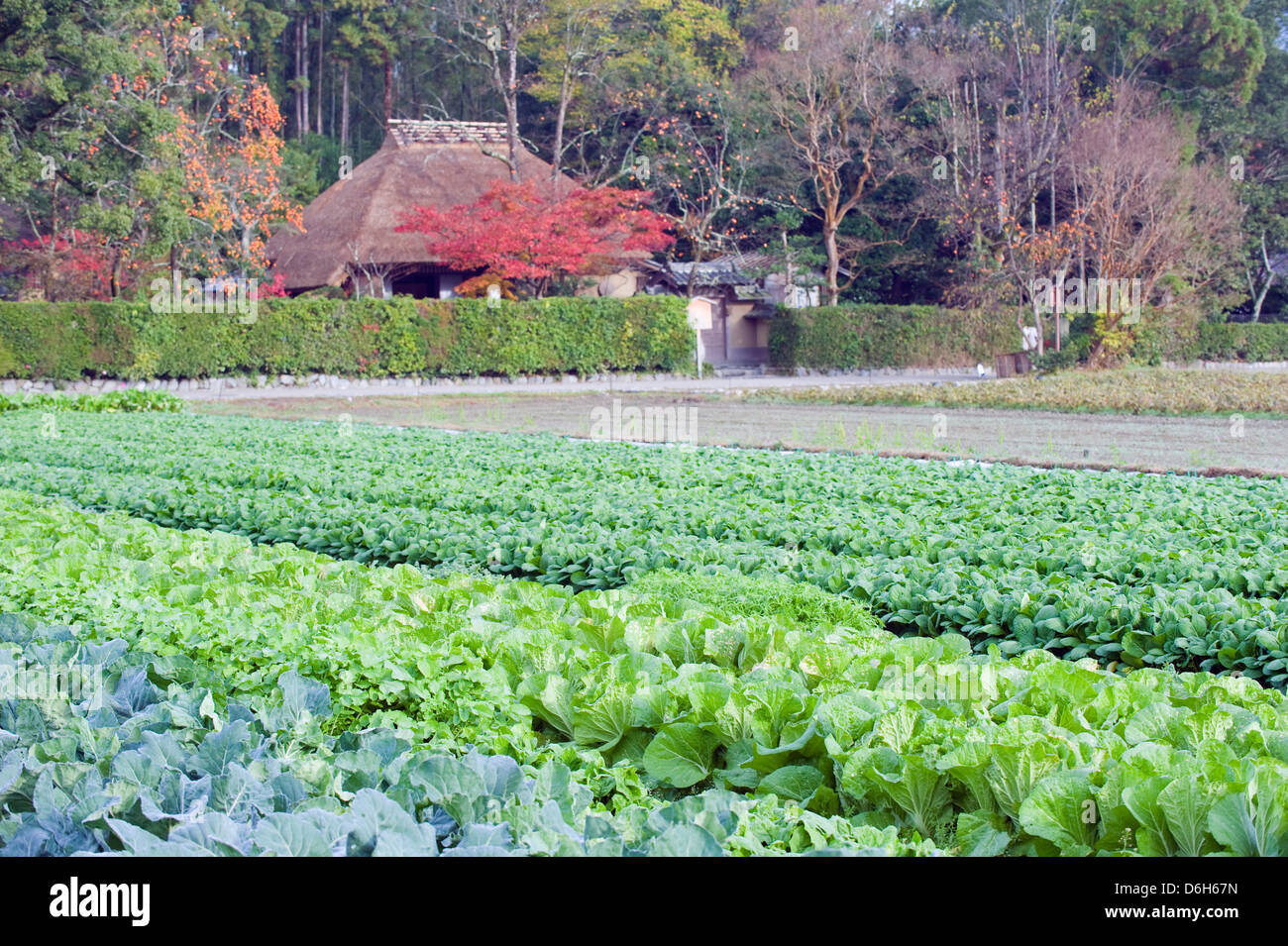 cabbage patch field, Arashiyama Sagano area, Kyoto, Japan, Asia Stock ...