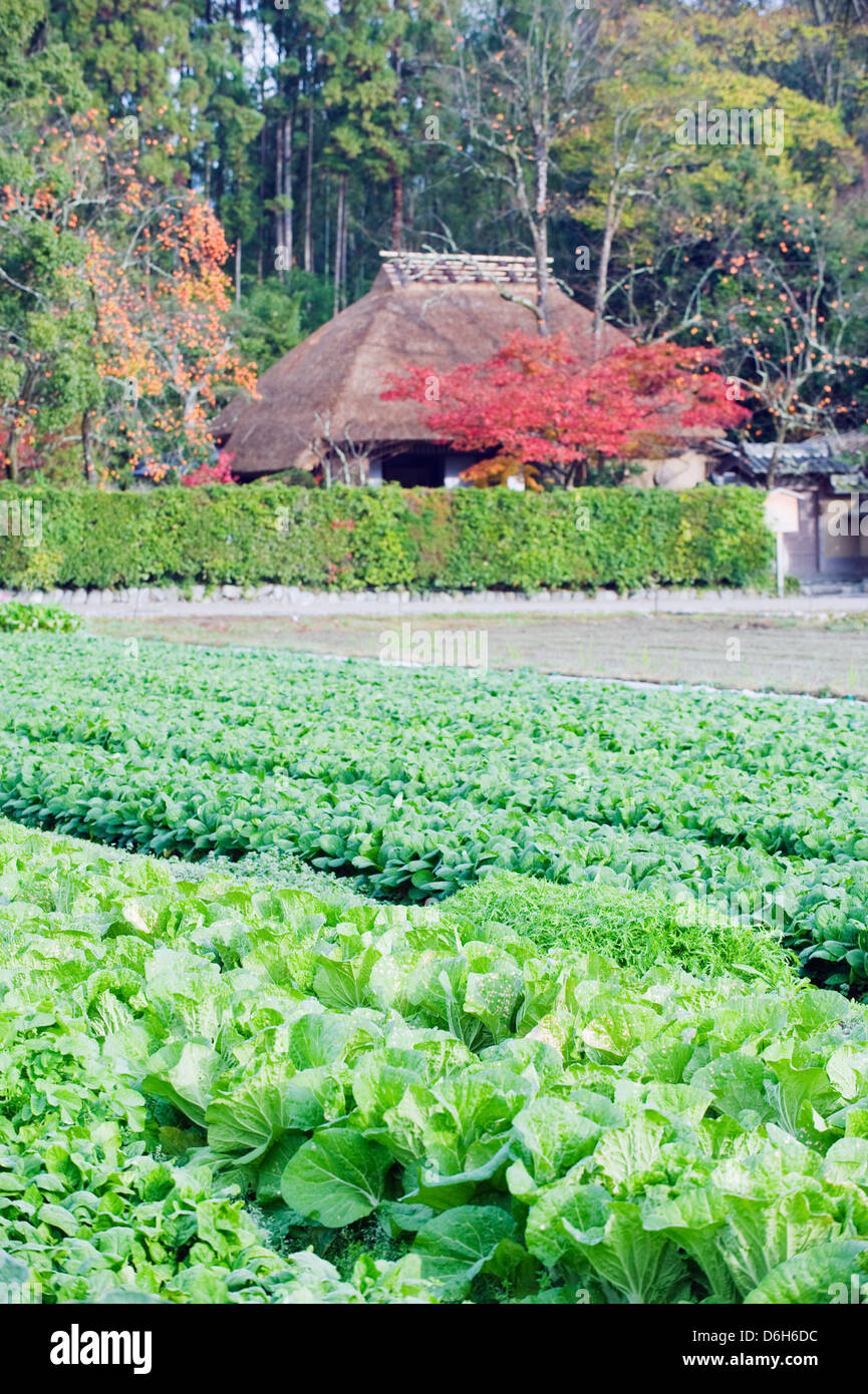 cabbage patch field, Arashiyama Sagano area, Kyoto, Japan, Asia Stock ...