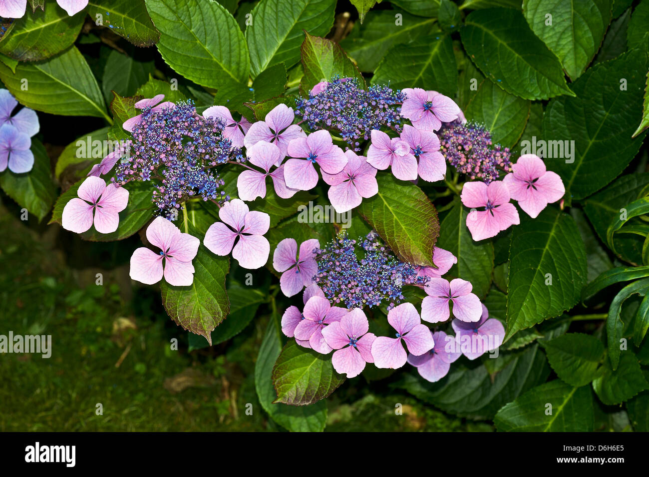 Lace cap hydrangea hi-res stock photography and images - Alamy