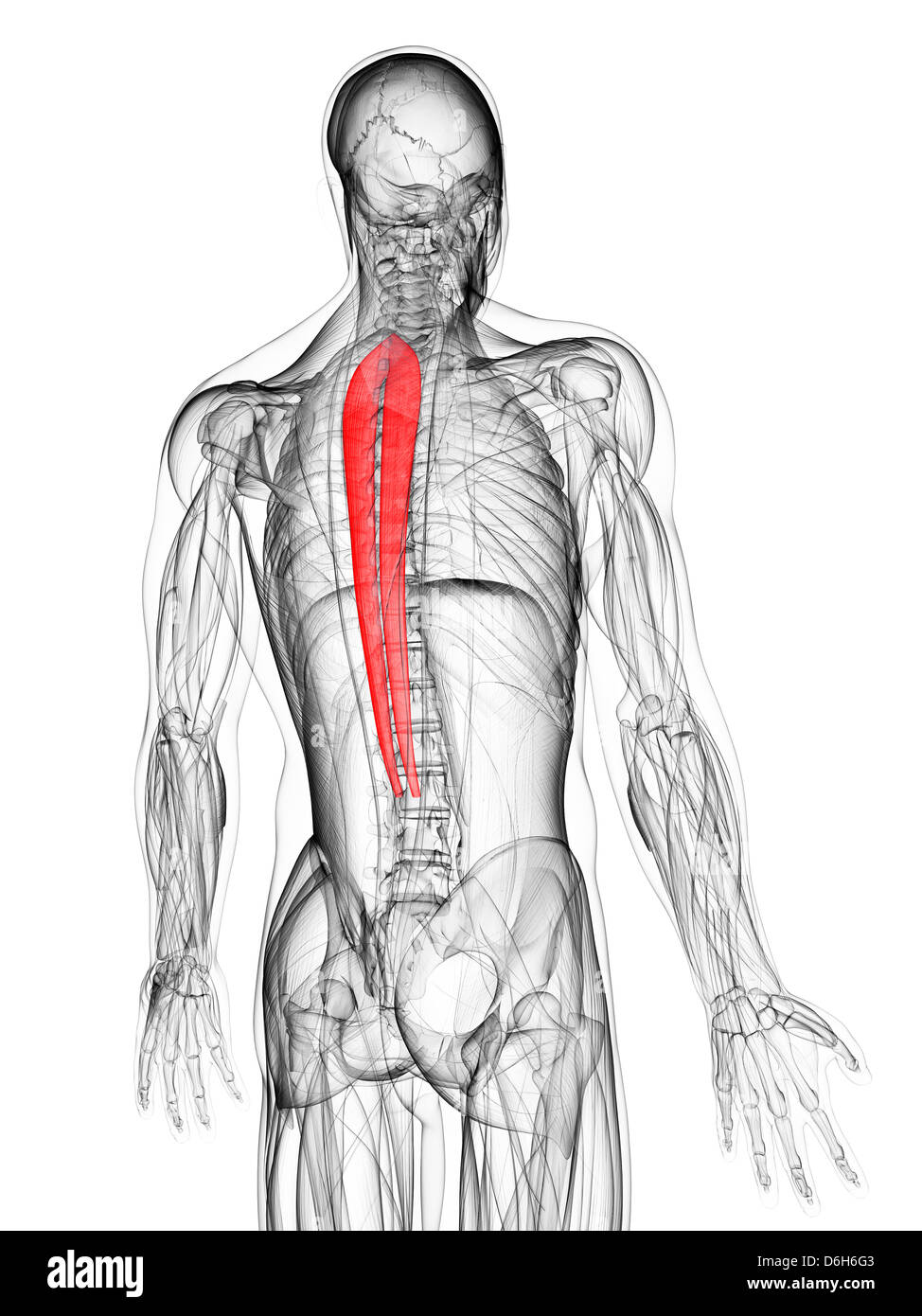 Male muscle back artwork hi-res stock photography and images - Alamy