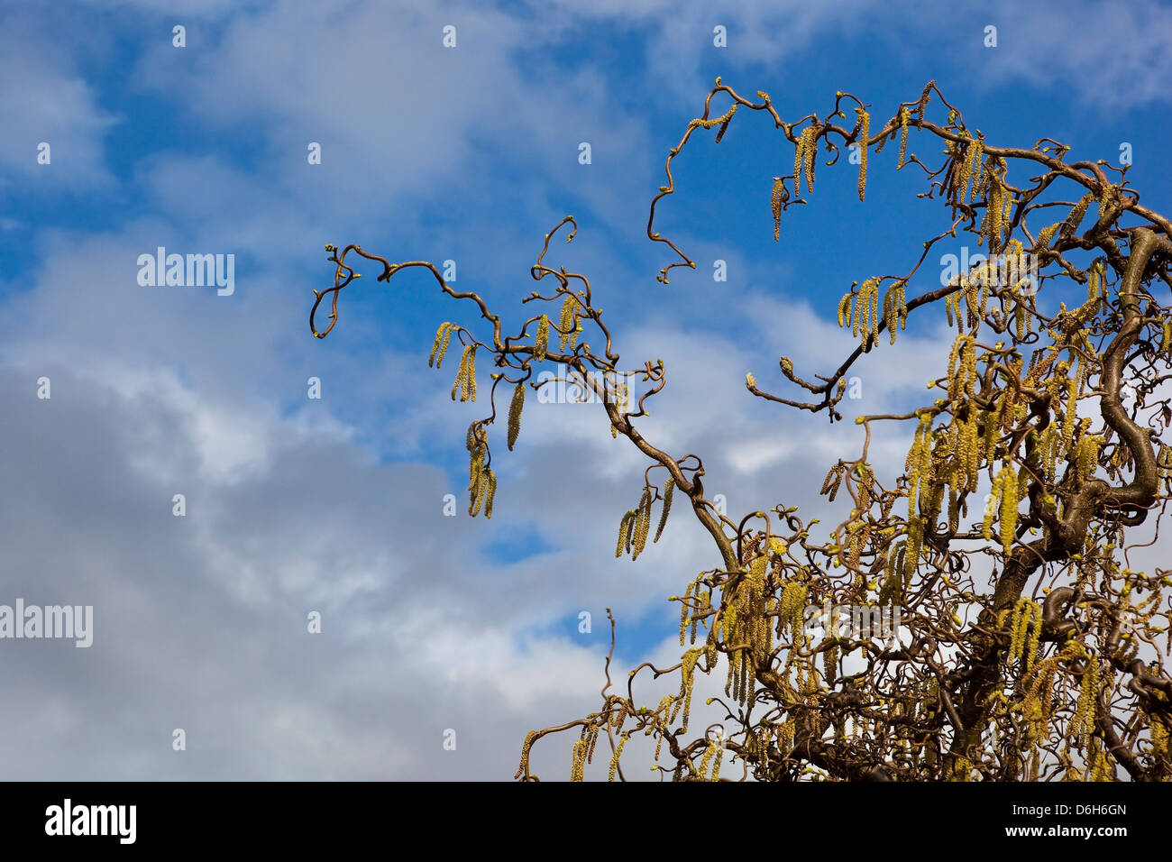 Corkscrew Hazel twigs with catkins on a background of dramatic shower ...