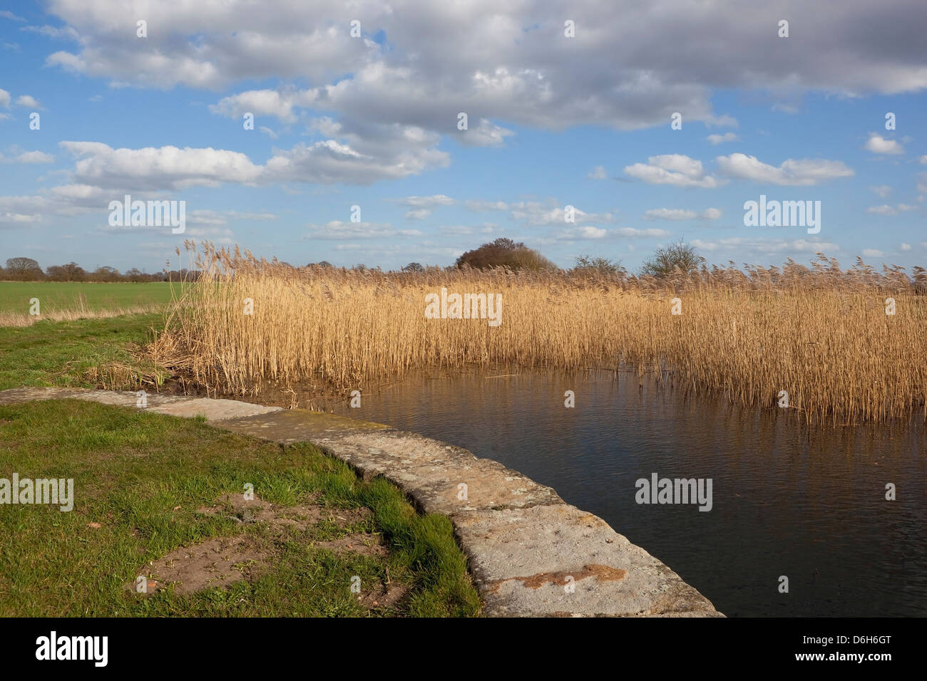 Yorkshire landscape with an old canal and golden reed beds under a blue ...